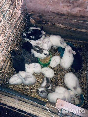 Кролики, кролчаты