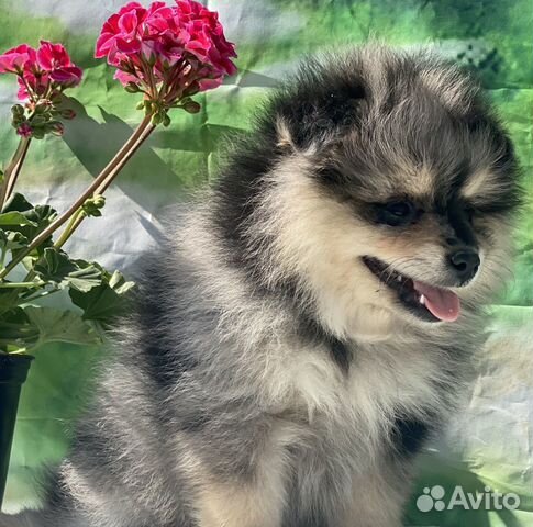 Мини девочка померанского шпица
