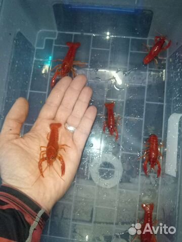 Красный флоридский рак