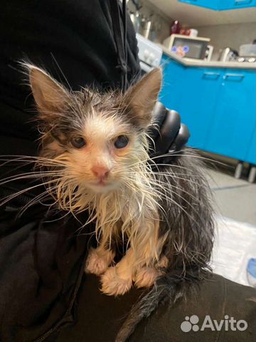 Котёнок слепой