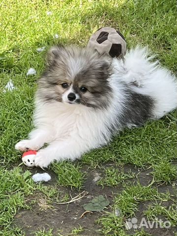 Шпиц (окрас бело-волчий)