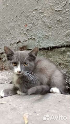 Кошка в дар бесплатно