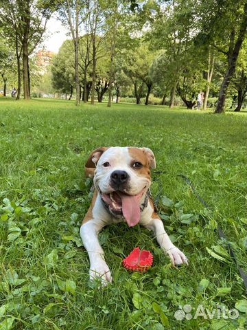 Вязка Американский Стаффордшир