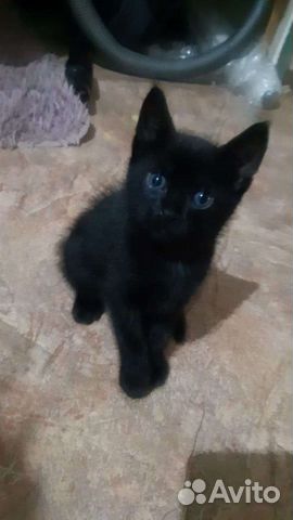 Голубоглазый зайка