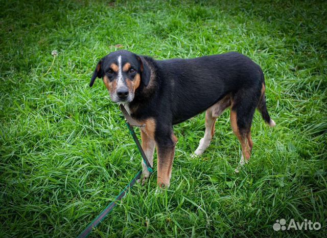 Мальчик из черного приюта