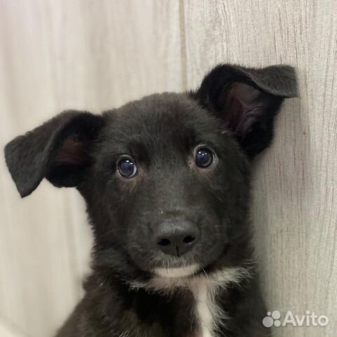 Щенок Солнышко в дар