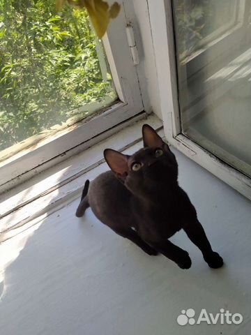 Канадский сфинкс котенок