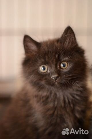 Котенок пушистик 2 мес