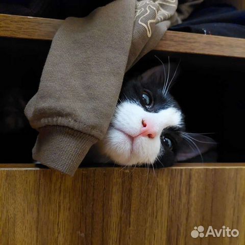 Британская короткошерстная кошка