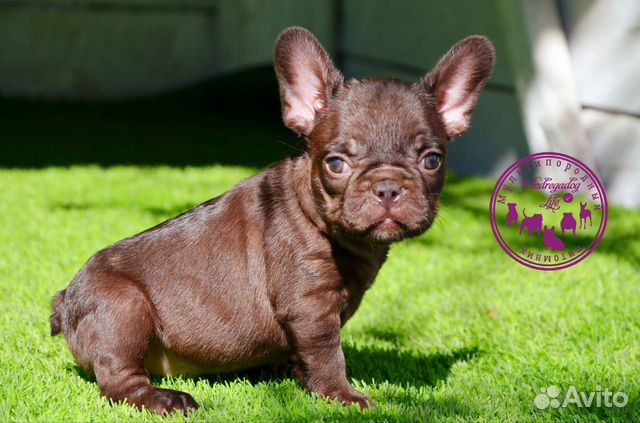 Шоколадная девочка мини