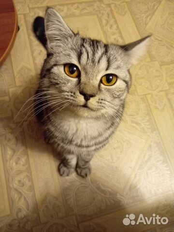 Шотланский котенок
