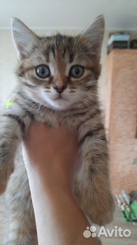 Сибирские котята