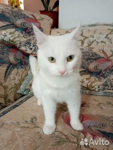 Кот в добрые руки