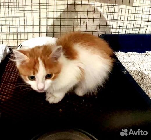 Золотого котика в добрые руки