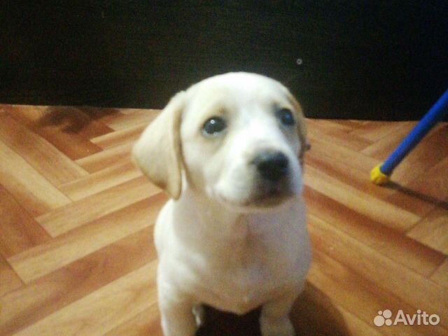 Щенки бигль