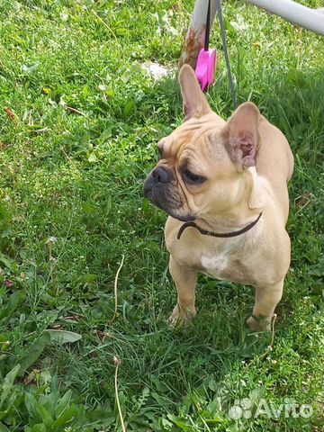 Французский бульдог щенок