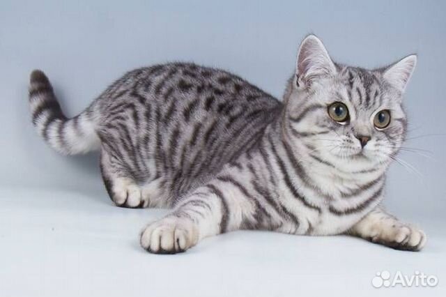 Британская клубная кошечка