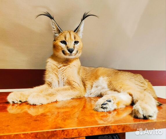 Каракет кошка