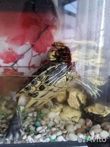 Красноухая черепаха бесплатно