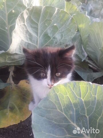 Котик с белым ошейничком
