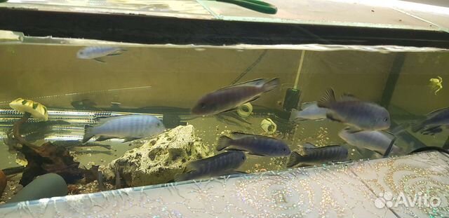 Продам цихлид взрослых