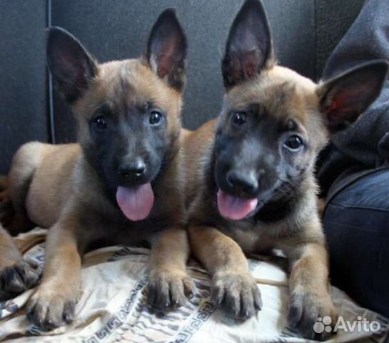 Бельгийская овчарка Малинуа