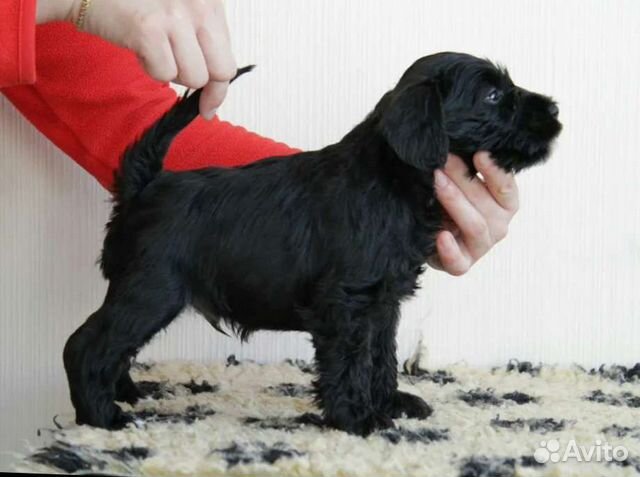 Супер щенки