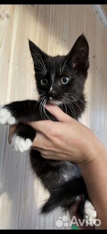 Котята