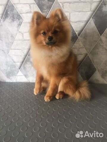 Предлагаем на вязку мини шпиц