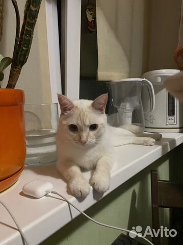 Отдам кота на время