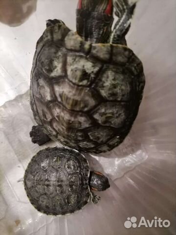 Черепаха водная 2 шт