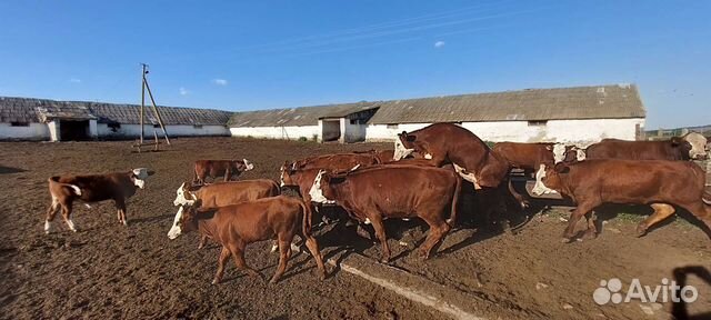 Бычки и телки