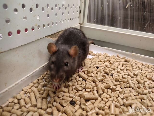 Декоративная крыса