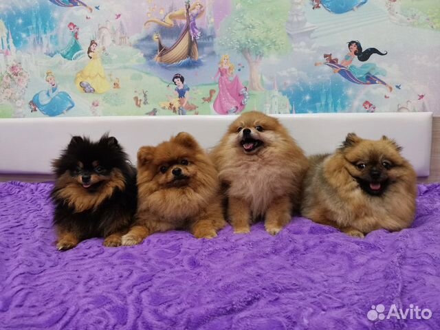 Щенки цверг шпица