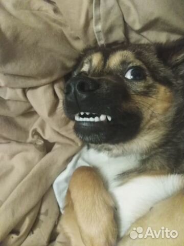 Отдам щенка 8 месяцев в добрые руки