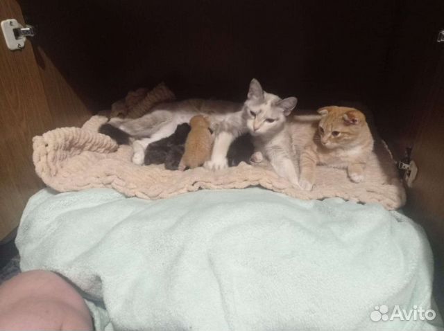 Продам шотландских котят