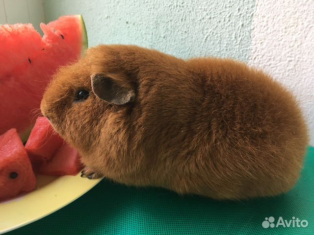 Американский тедди, самец