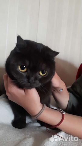Шотланская вислоухая кошка