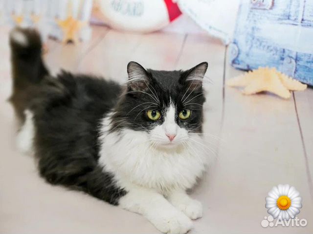 Котик Панда окрас белыйс черным в добрые руки