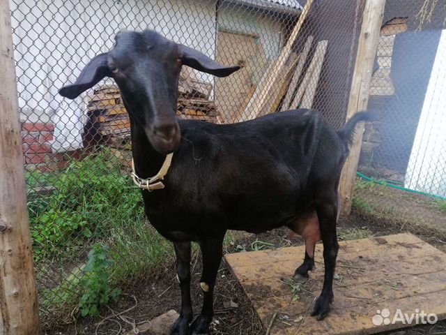 Коза и козочка Альпо-нубийские