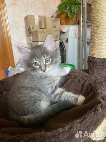 Шотландец сибирский помесь котенок в дар