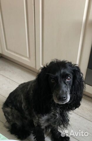 Русский спаниель