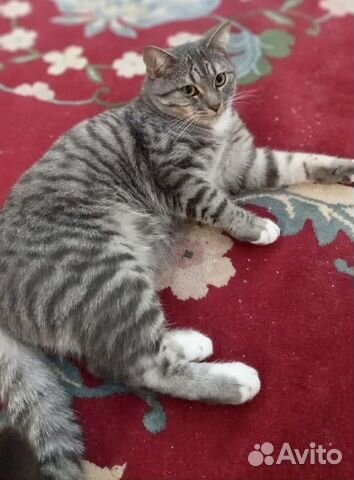 Полосатый ласковый кот. В дар