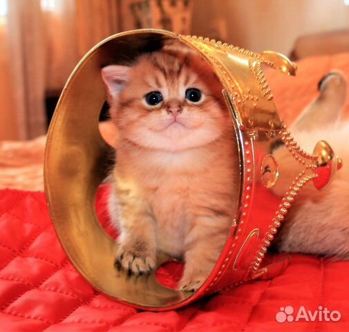 Шотландские котята, фоды, страйты