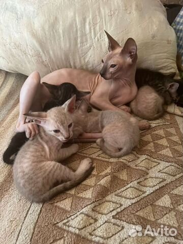 Метис Донского сфинкса