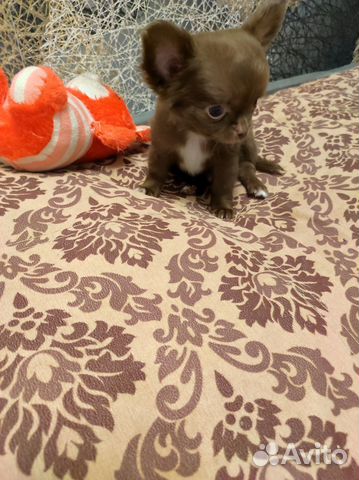 Щенки чихуахуа
