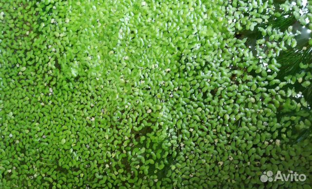 Ряска, роголистник отдам