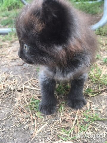 Кошечка, девочка пушистая отдаем в хорошие руки