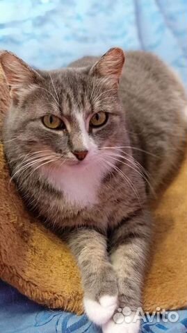 Кошка редкая