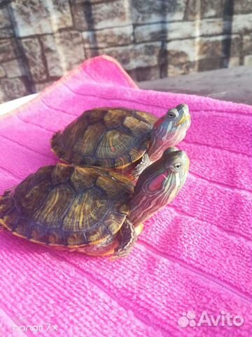 Красноухая черепаха